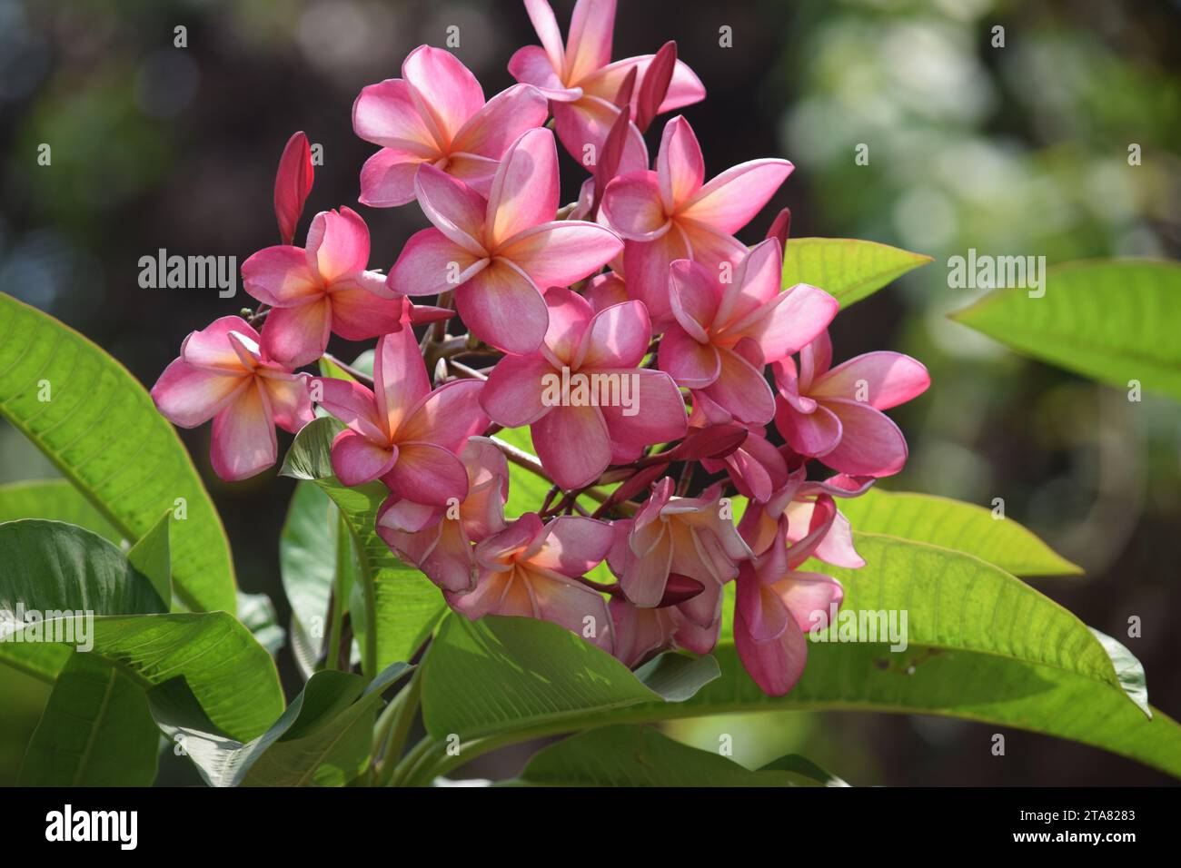 Kath golap flower hi-res stock photography and images - Alamy