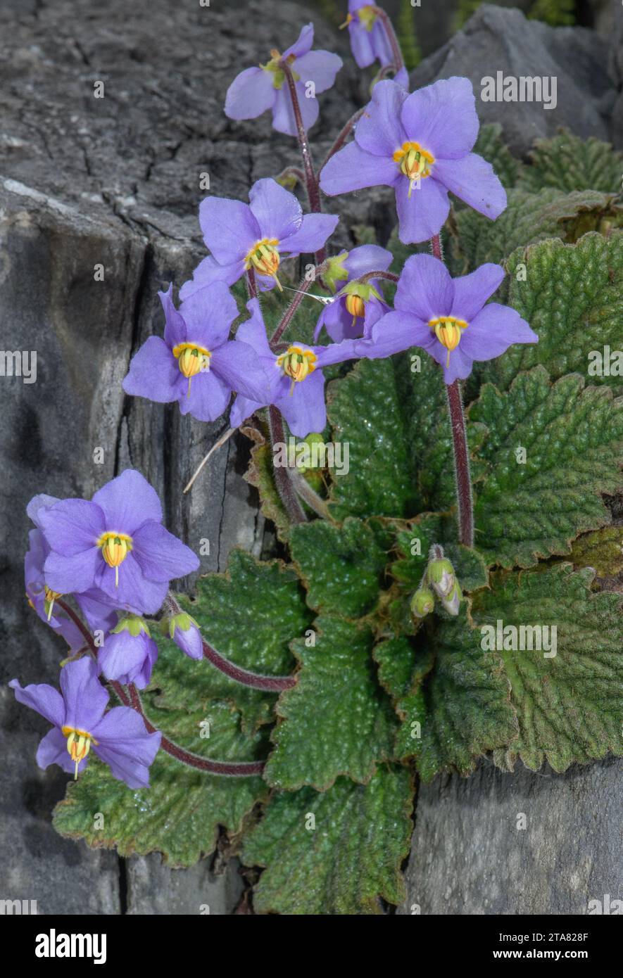 Serbian ramonda hi-res stock photography and images - Alamy