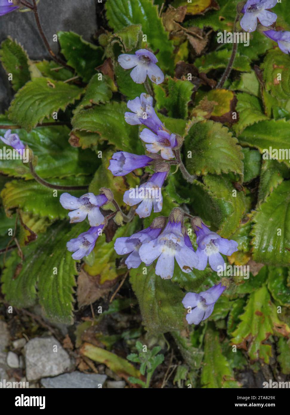 Resurrecting flower hi-res stock photography and images - Alamy