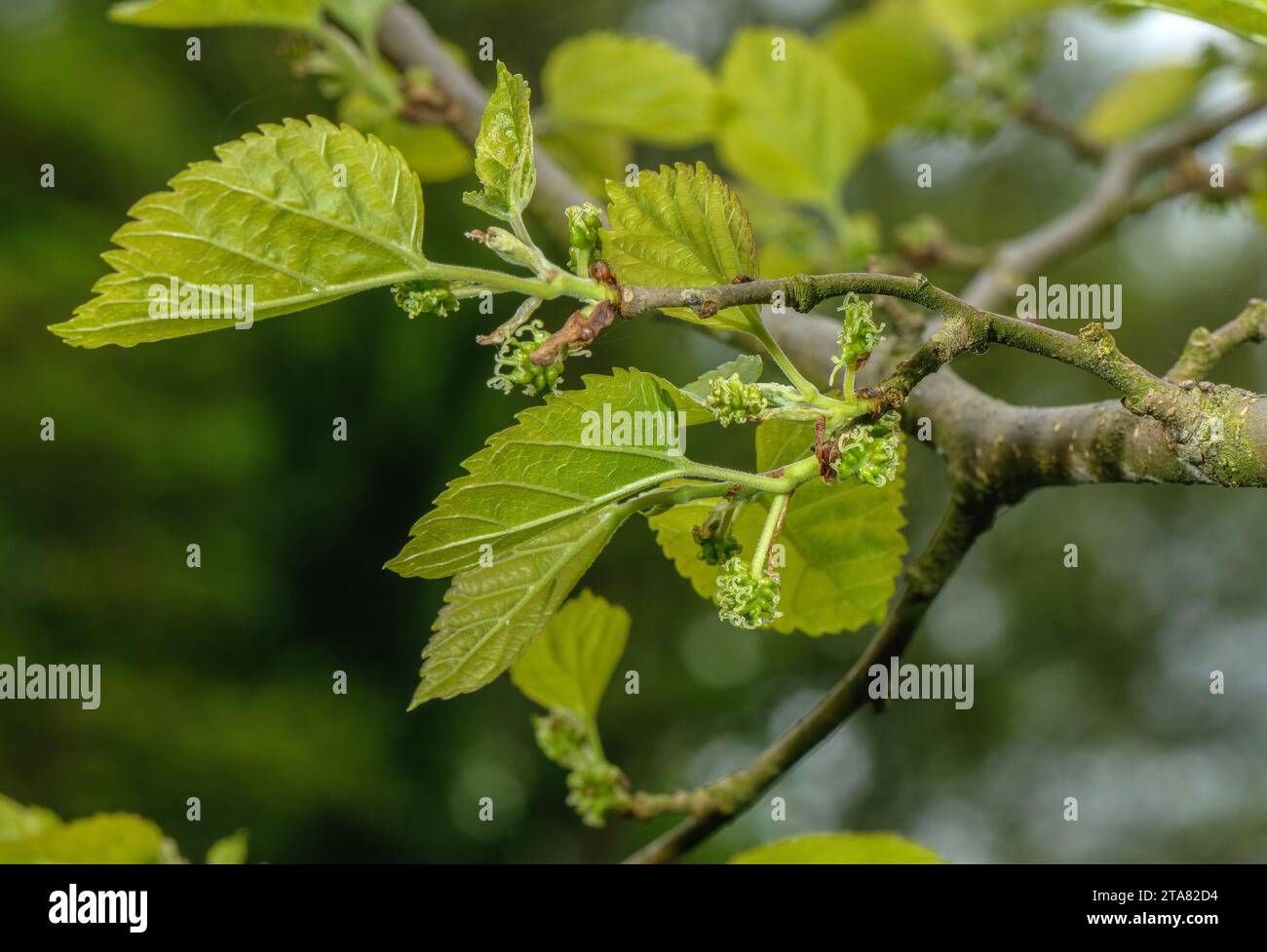 Black mulberry, Morus nigra in flower in spring. Widely cultivated ...