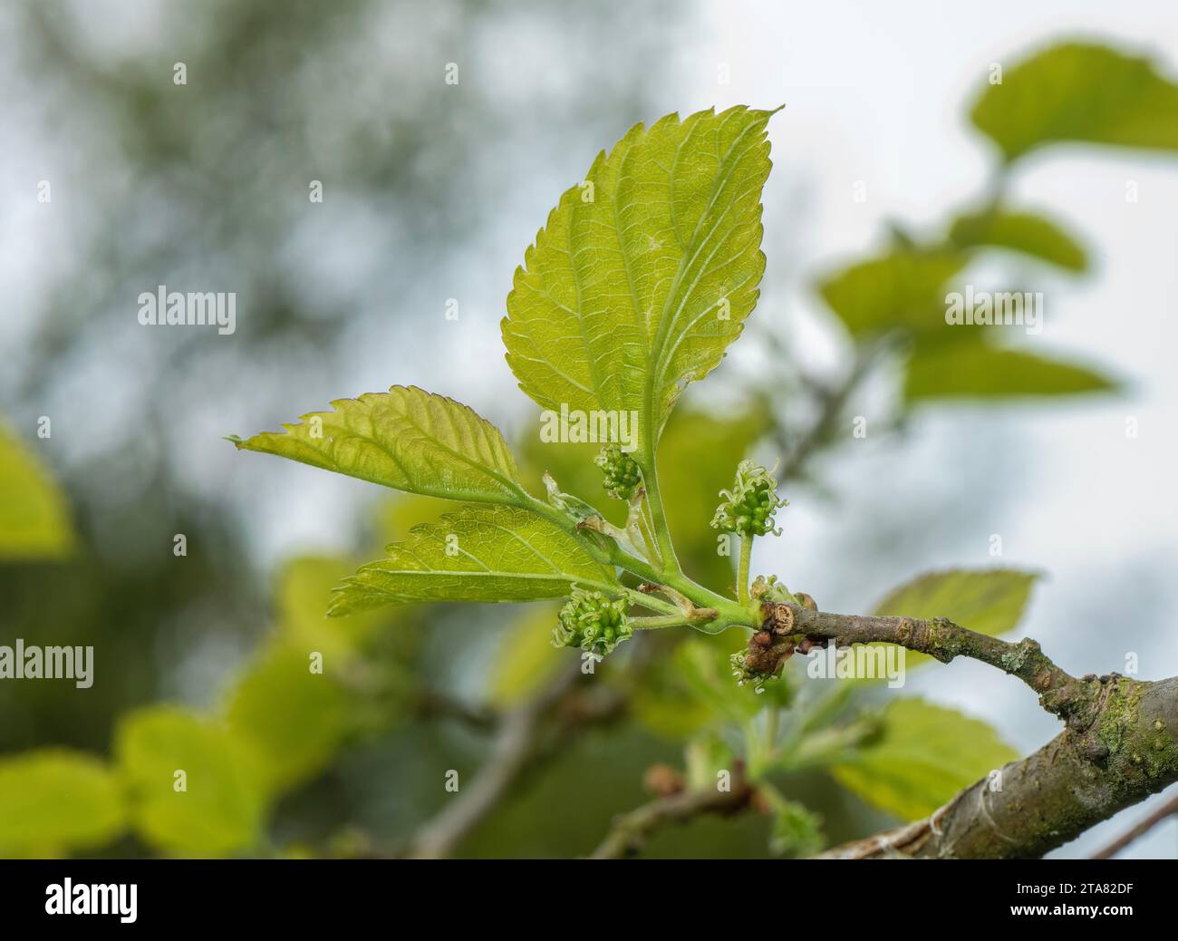 Black mulberry, Morus nigra in flower in spring. Widely cultivated ...