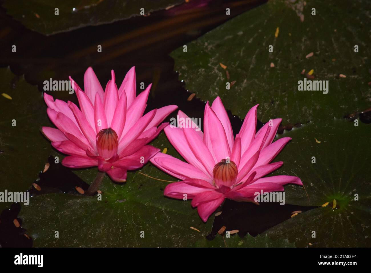 Dhanmondi hi-res stock photography and images - Alamy