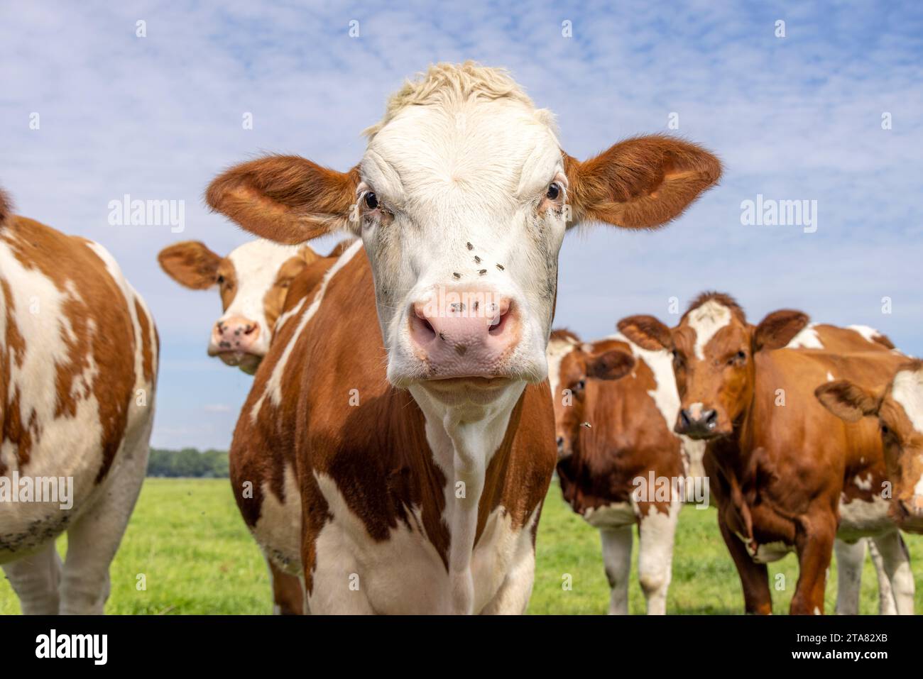Cows face looking in front row, flies on the nose, red and white cow, a ...