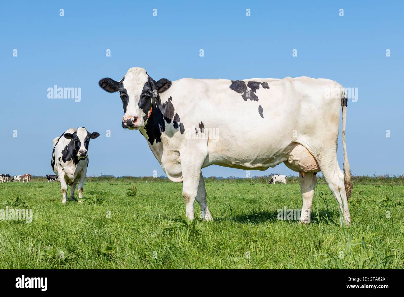 Cow milk cattle black and white, standing Holstein livestock, udder ...