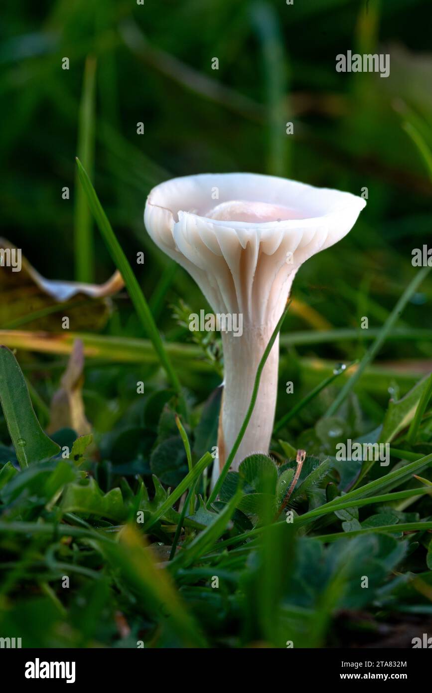 Snowy waxcap mushrooms, also known as Hygrocybe virginea, are a common ...