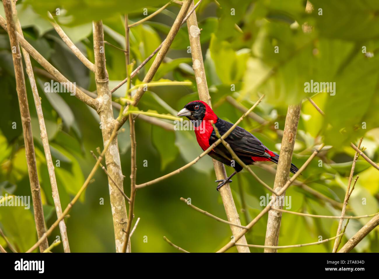 Collared tanager hi-res stock photography and images - Alamy