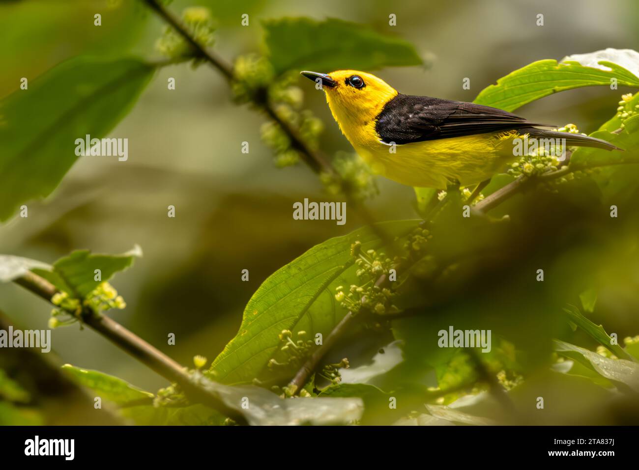Black and yelllow tanager hi-res stock photography and images - Alamy