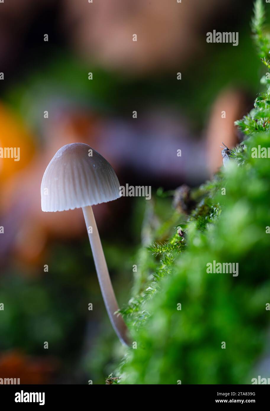 Mycena galopus, commonly known as the Milky Mycena or Milk-drop Mycena ...