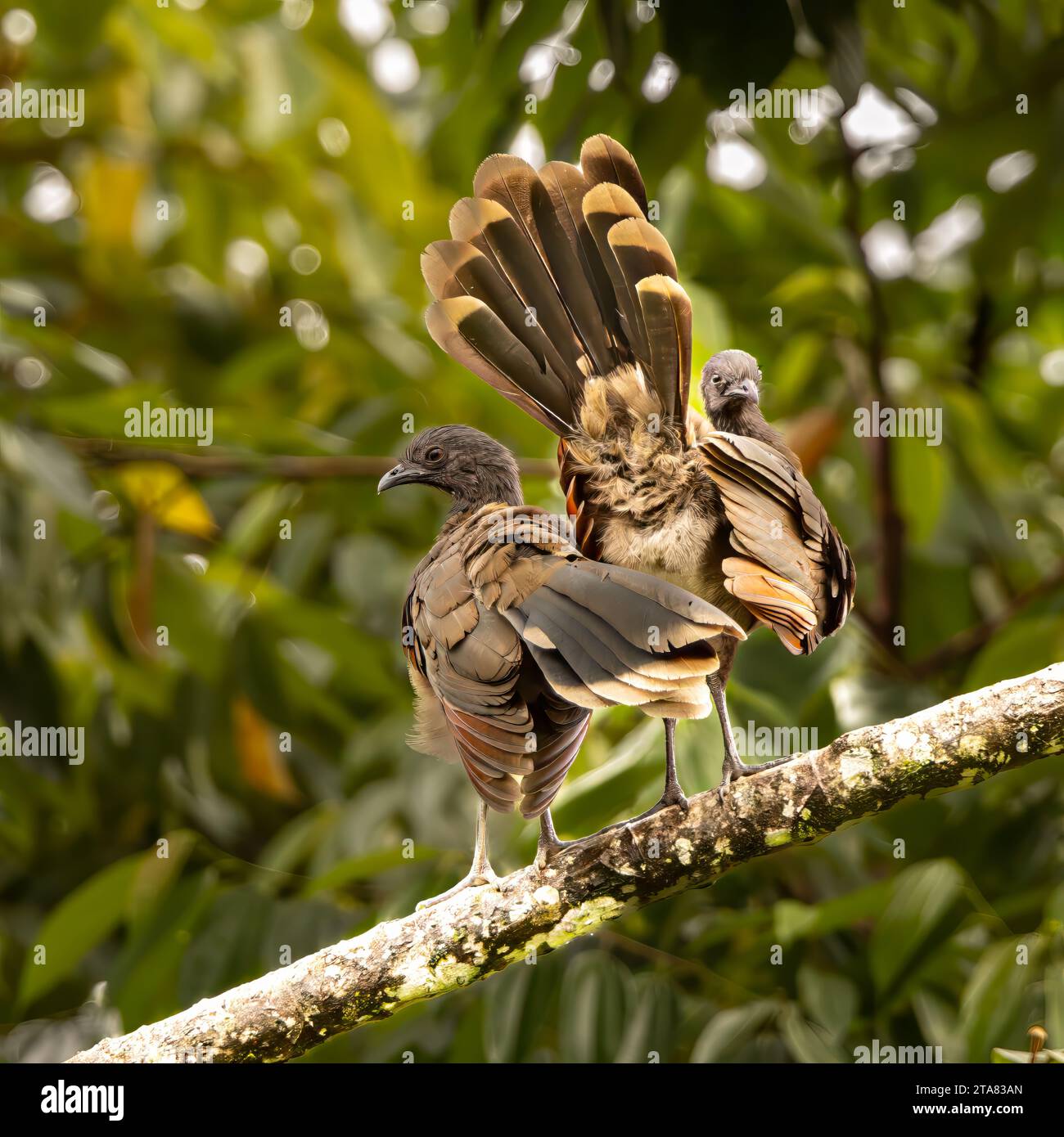 Chachalacas hi-res stock photography and images - Alamy