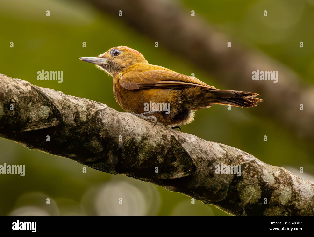 Brown woodpecker hi-res stock photography and images - Alamy