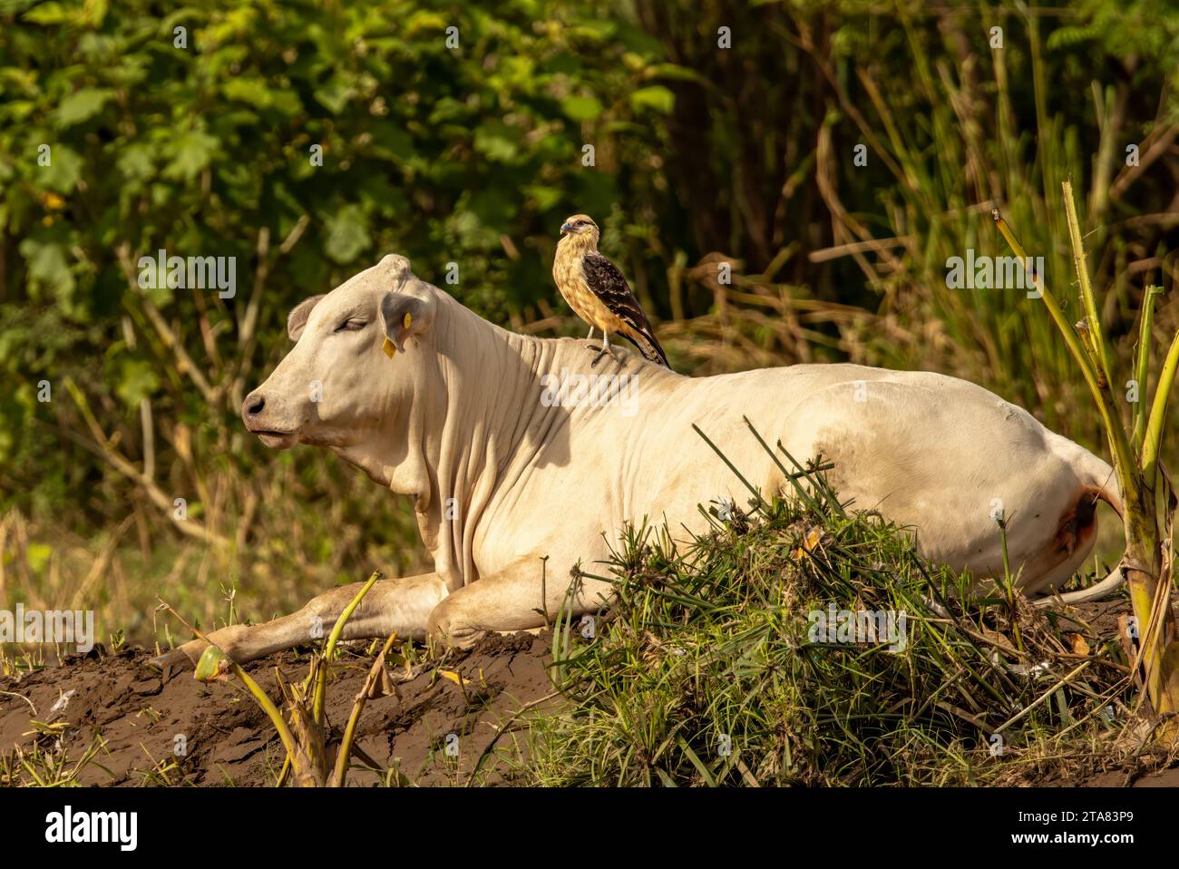 Carcara hi-res stock photography and images - Alamy