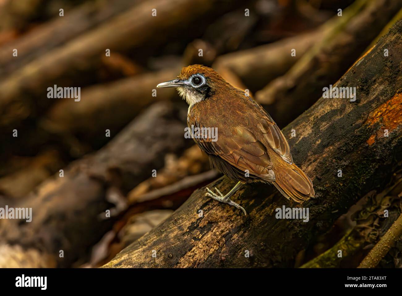 Costa rica antbird hi-res stock photography and images - Alamy