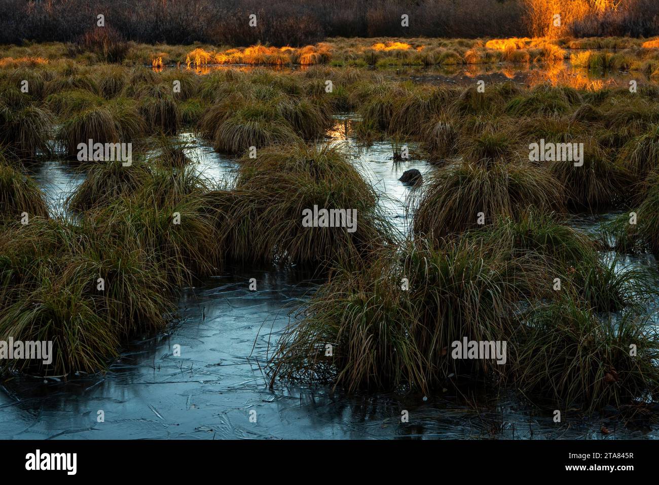 Bunchgrass hi-res stock photography and images - Alamy