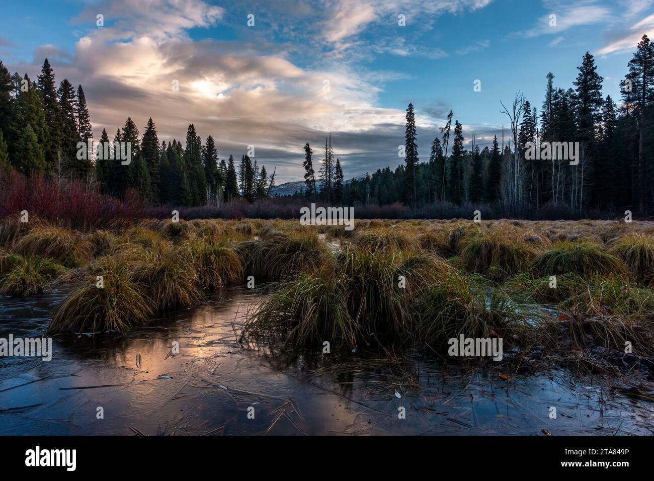 Bunchgrass at the south end of the Lily Marsh at Ponderosa State Park ...