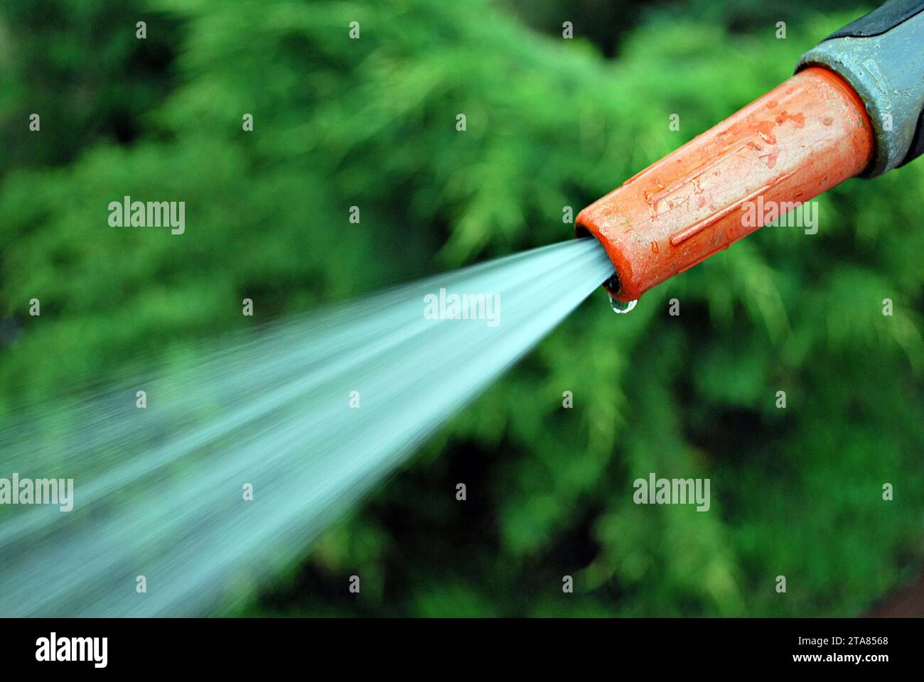 Water spraying from a garden hose Stock Photo - Alamy
