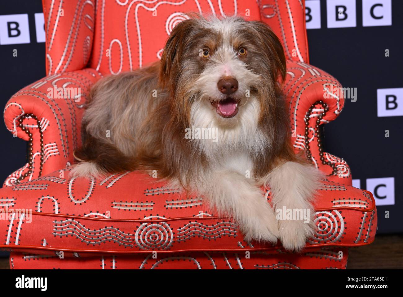 London, UK. 29 November 2023. Famous 5 cast member Kip, who plays Timmy ...