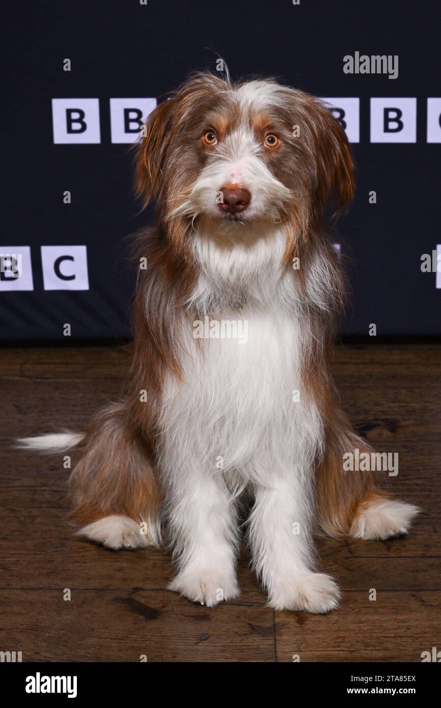 London, UK. 29 November 2023. Famous 5 cast member Kip, who plays Timmy ...