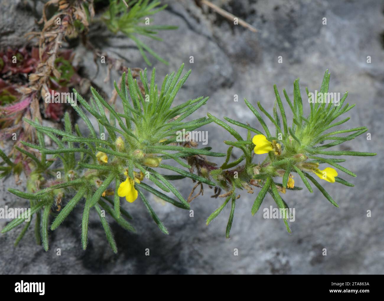 Ground-pine, Ajuga chamaepitys, in flower. Rare cornfield weed in the ...