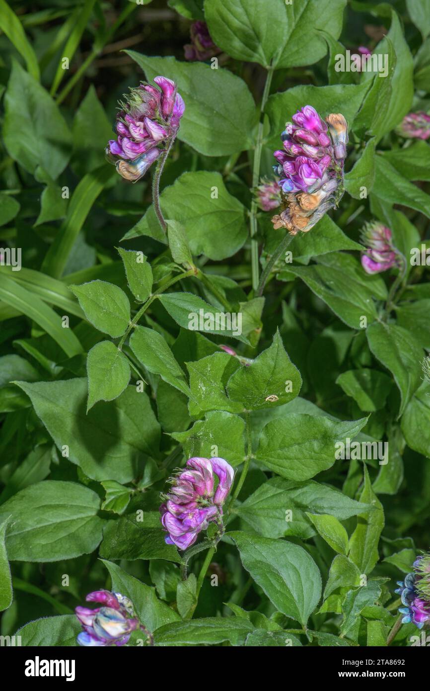 Venetian Vetchling, Lathyrus venetus, in flower in woodland, eastern ...