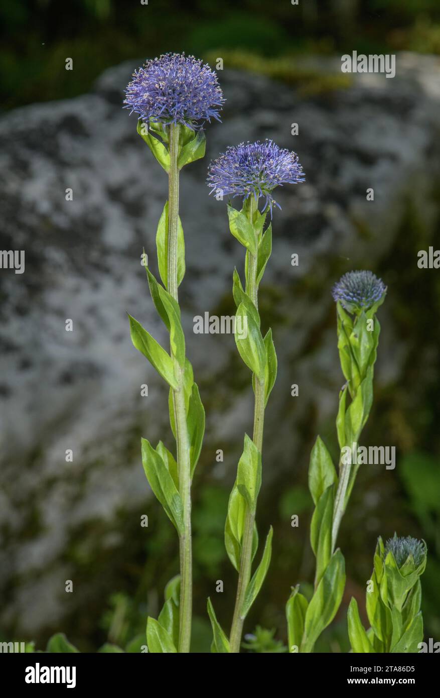 Globe daisy, Globularia bisnagarica, in flower in the Alps Stock Photo ...