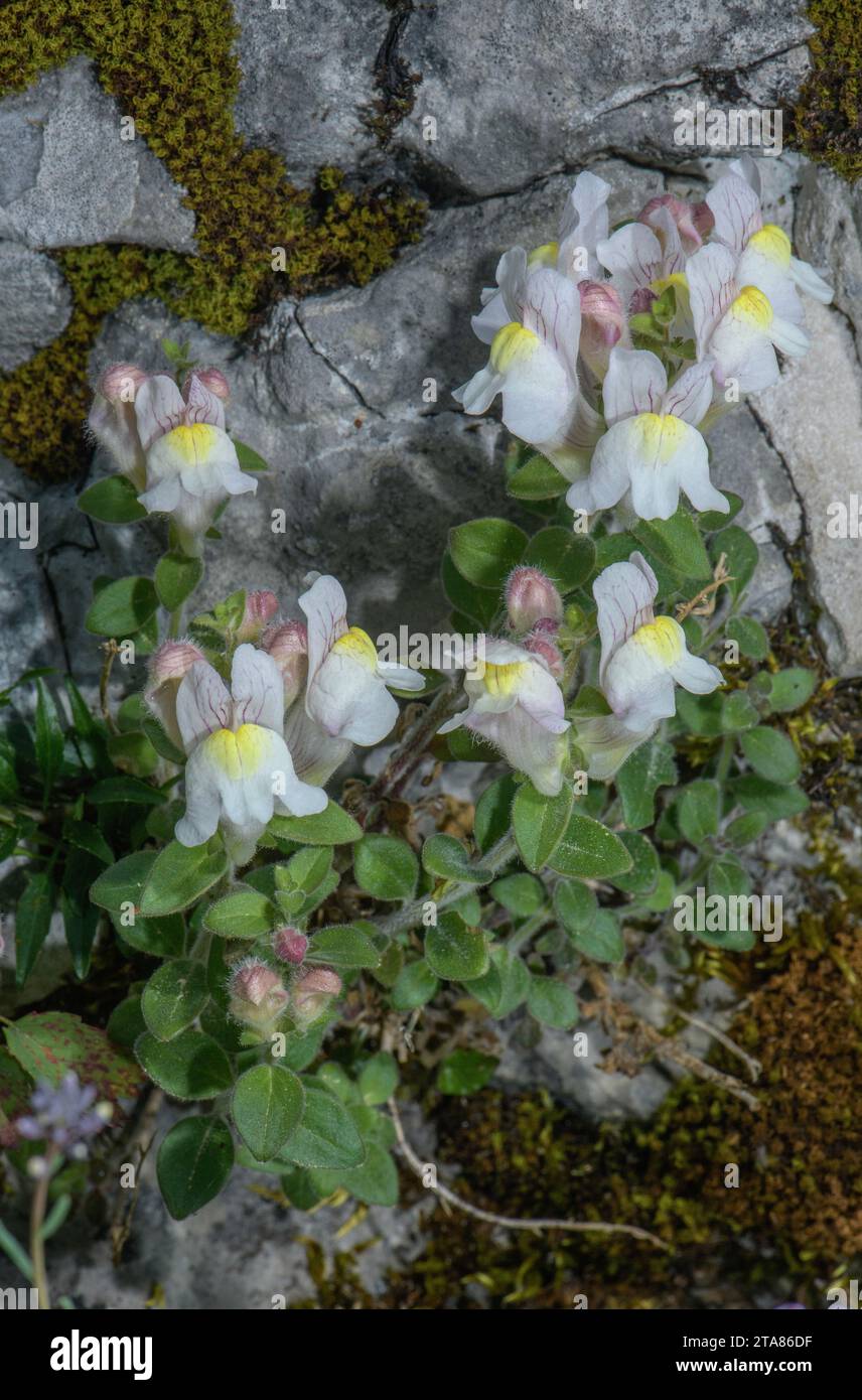 Dwarf Snapdragon, Antirrhinum molle in flower in the Pyrenees Stock ...