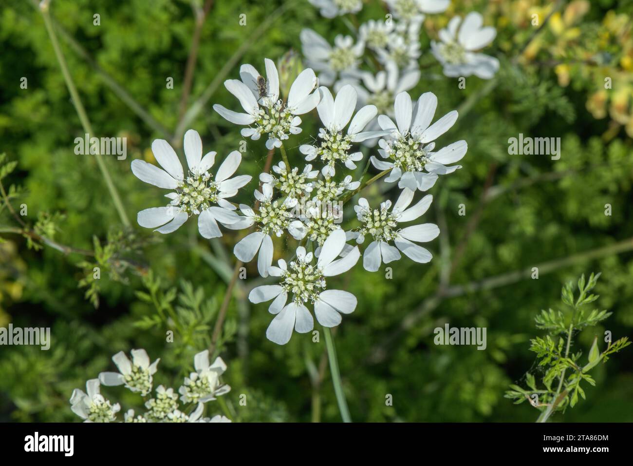 White laceflower, Orlaya grandiflora in flower, Switzerland Stock Photo ...