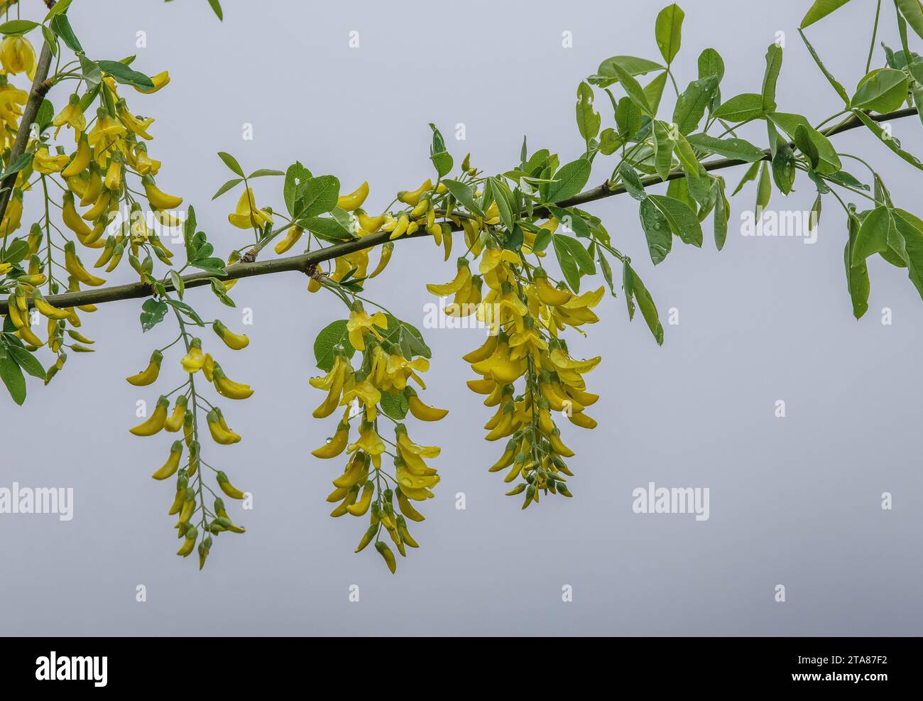 Flowers of Common Laburnum, Laburnum anagyroides coming out in spring ...