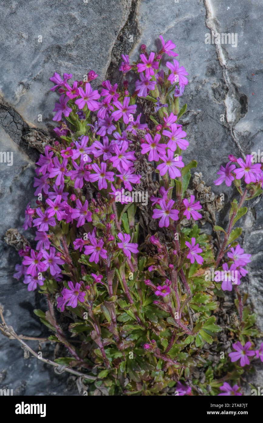 Fairy foxglove erinus alpinus hi-res stock photography and images - Alamy