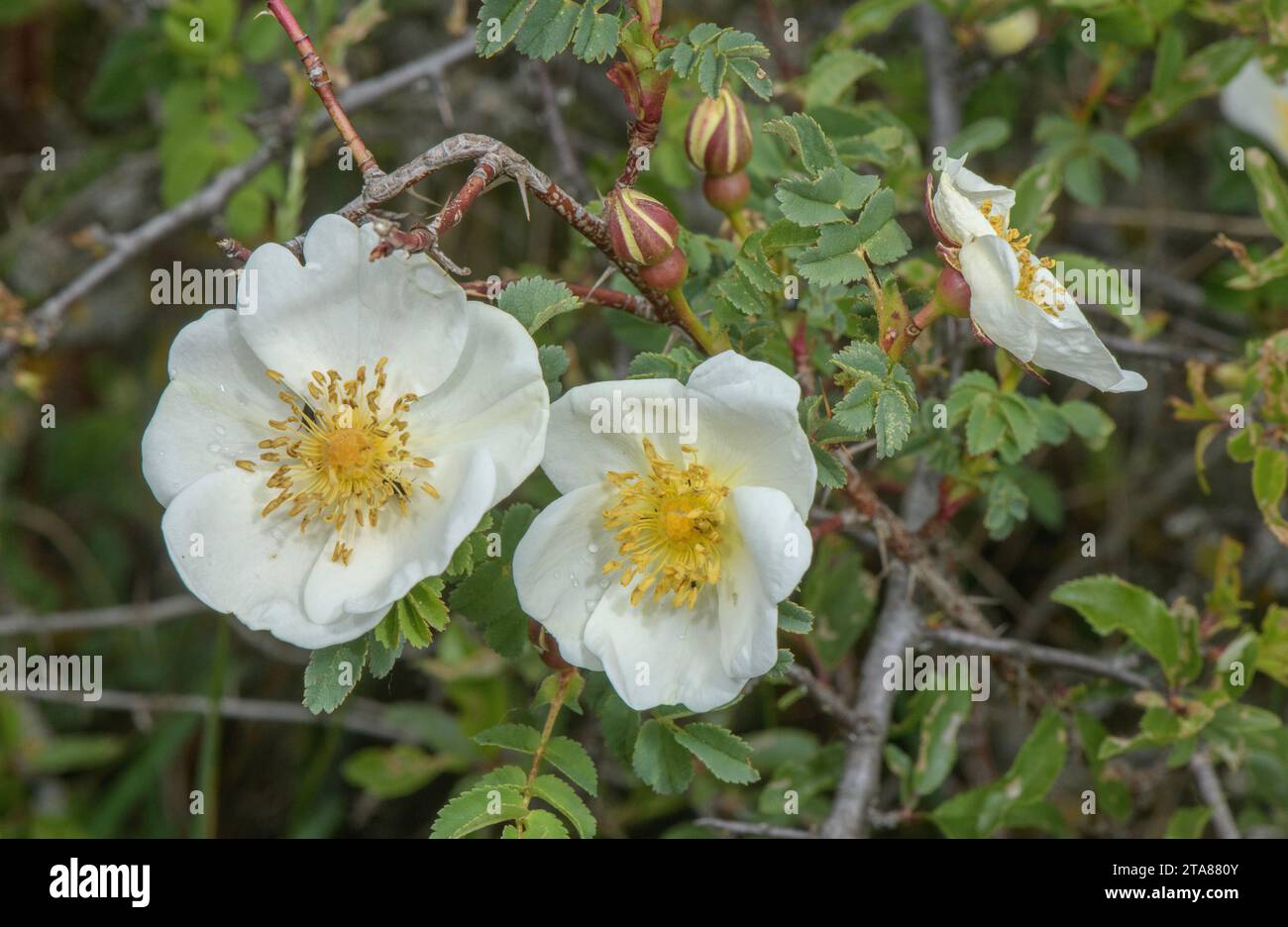 Burnet Rose, Rosa spinosissima, in flower in limestone scrub area Stock ...