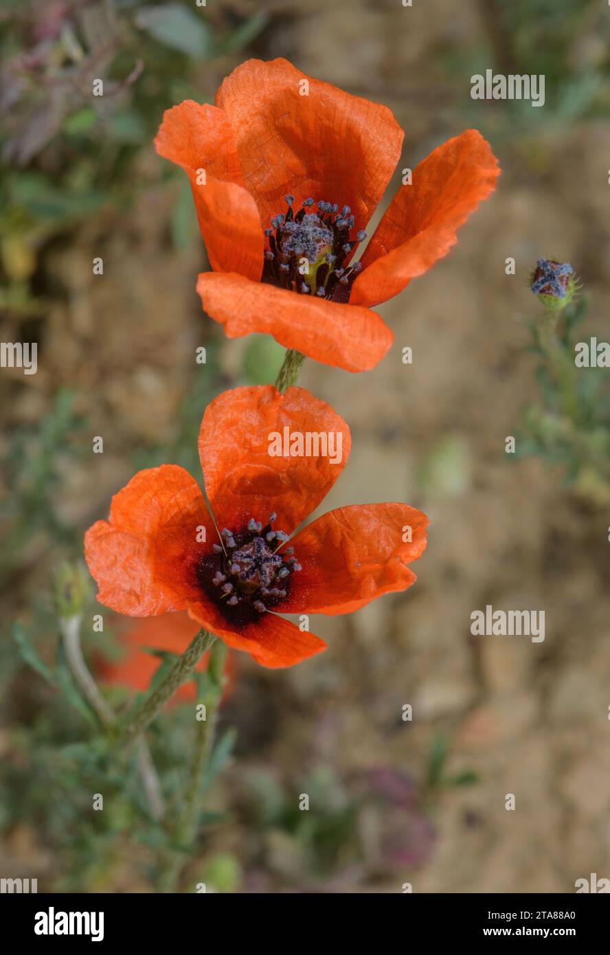 Rough Poppy, Roemeria hispida, (Papaver hybridum) in flower and fruit ...
