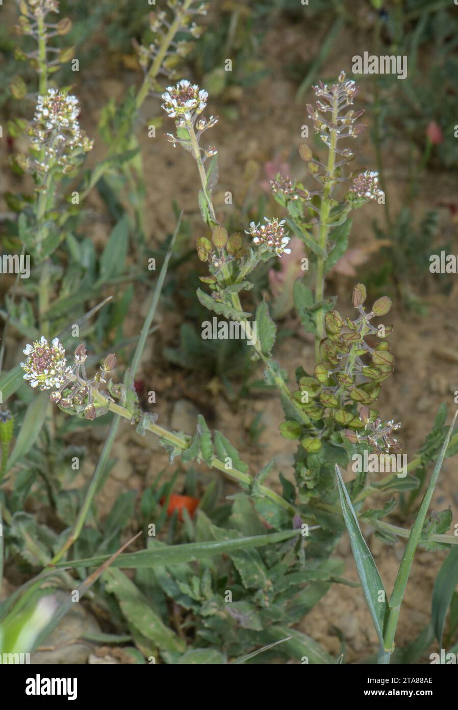 Field pepperwort, Lepidium campestre in flower and fruit in cornfield ...