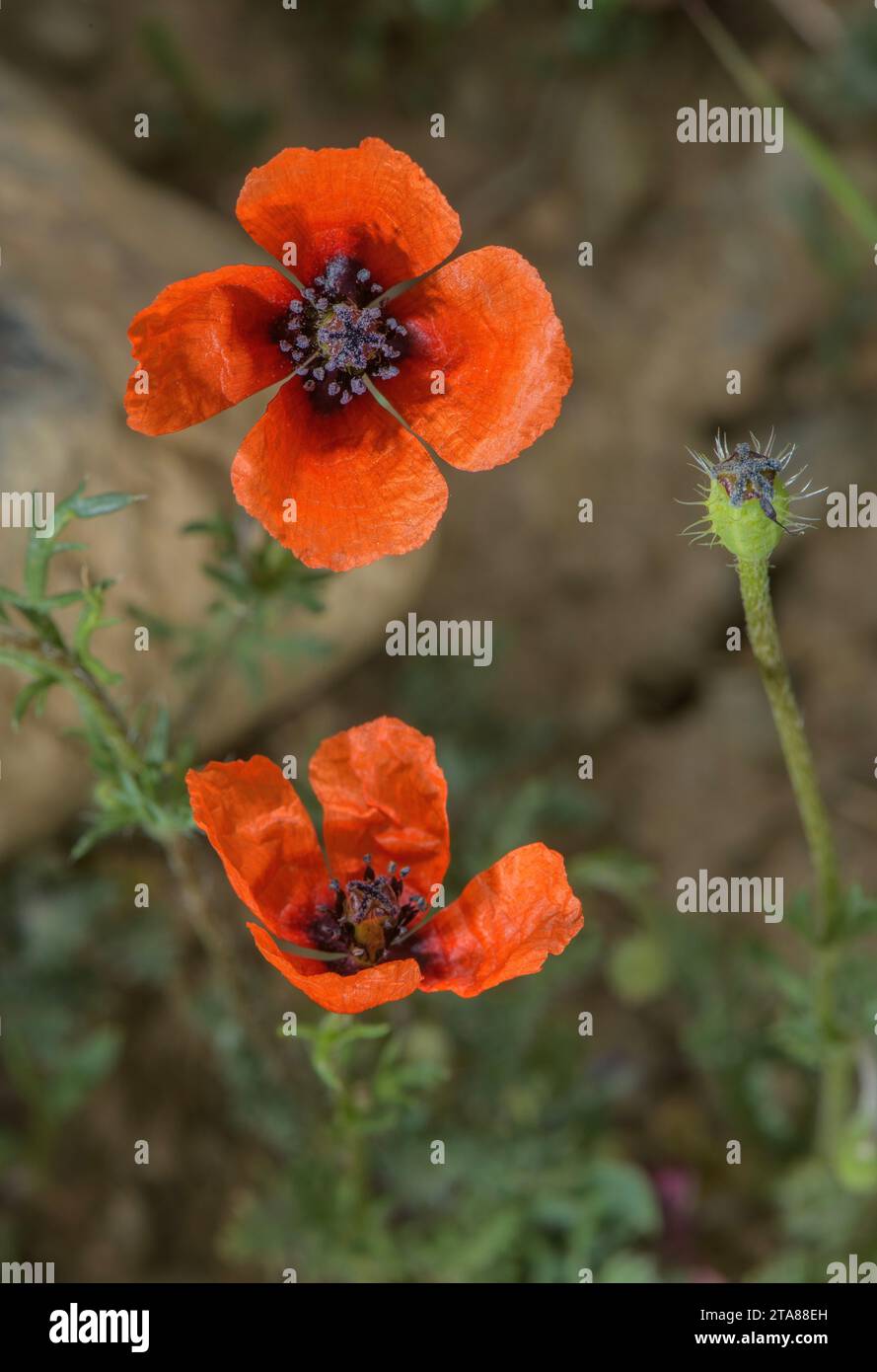 Rough Poppy, Roemeria hispida, (Papaver hybridum) in flower and fruit ...