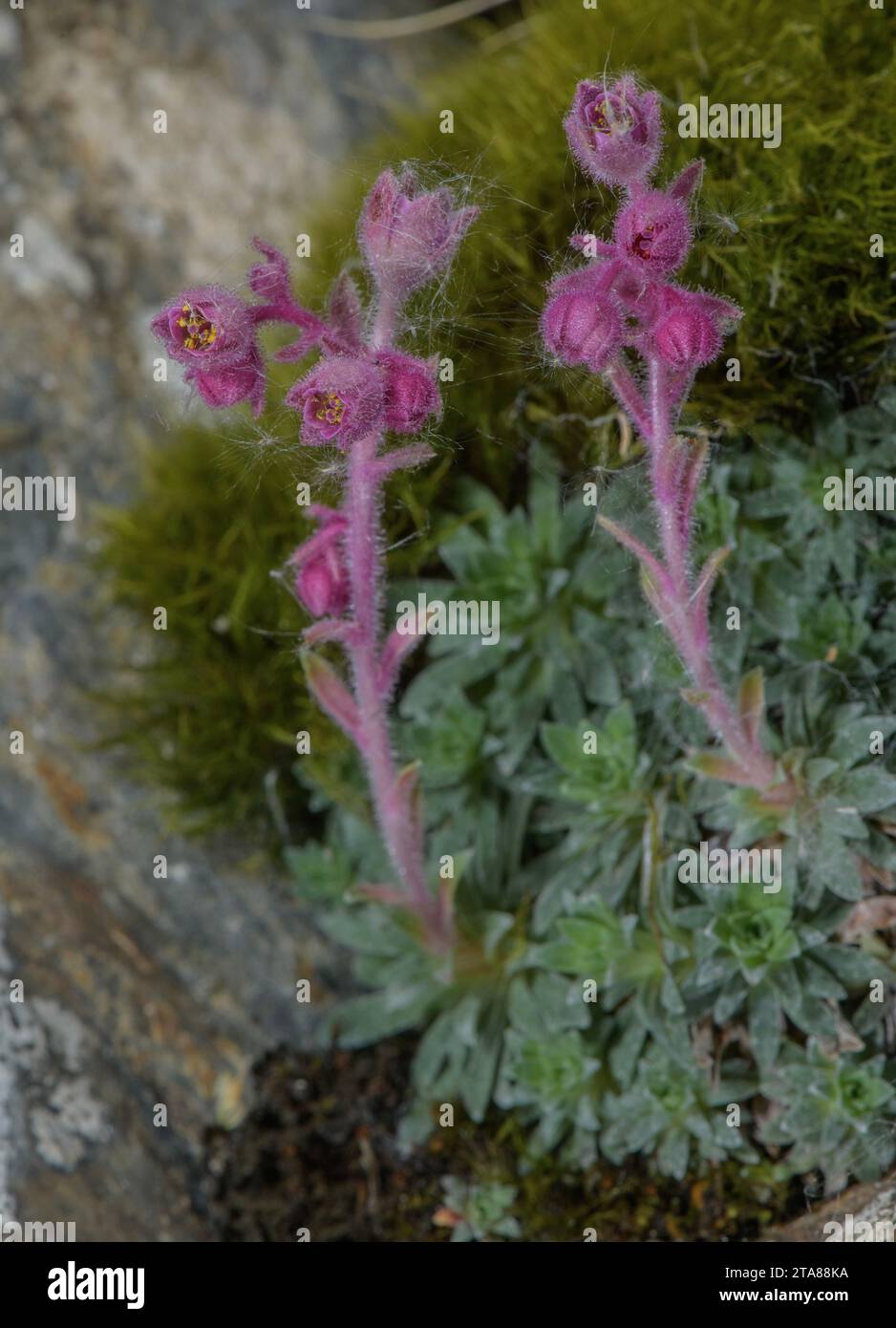 Reddish Saxifrage, Saxifraga media - a rare Saxifrage, endemic to the ...
