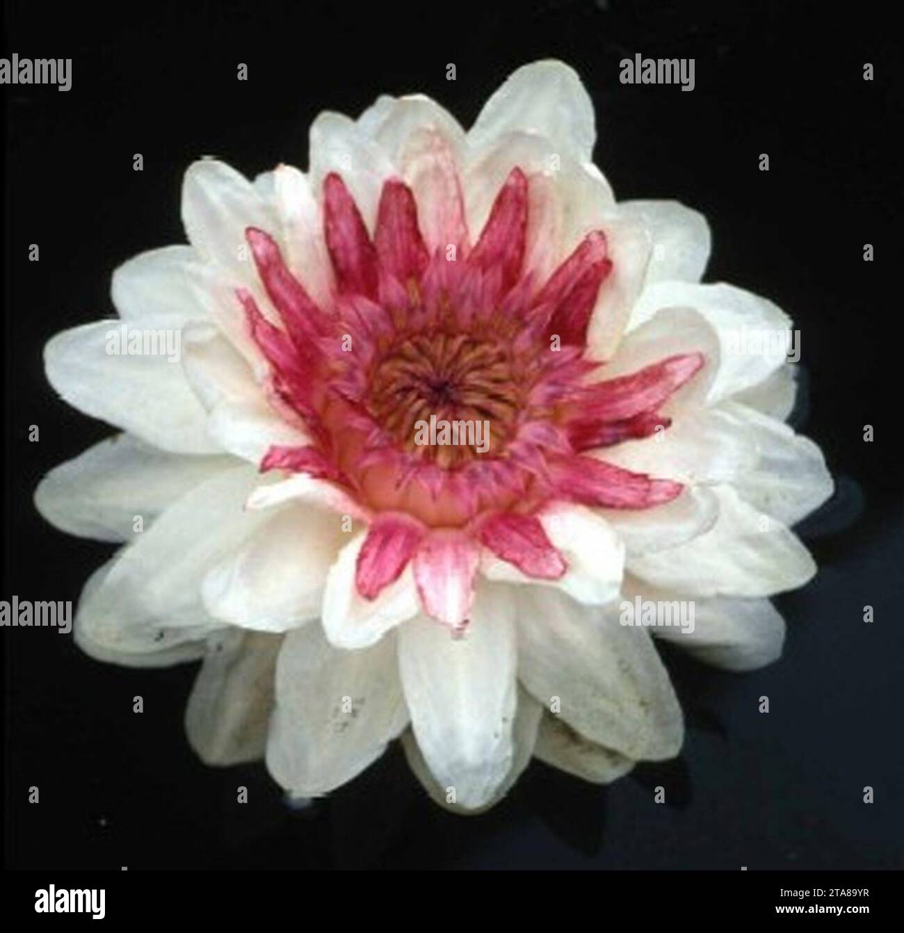 Victoria cruziana flower Stock Photo - Alamy