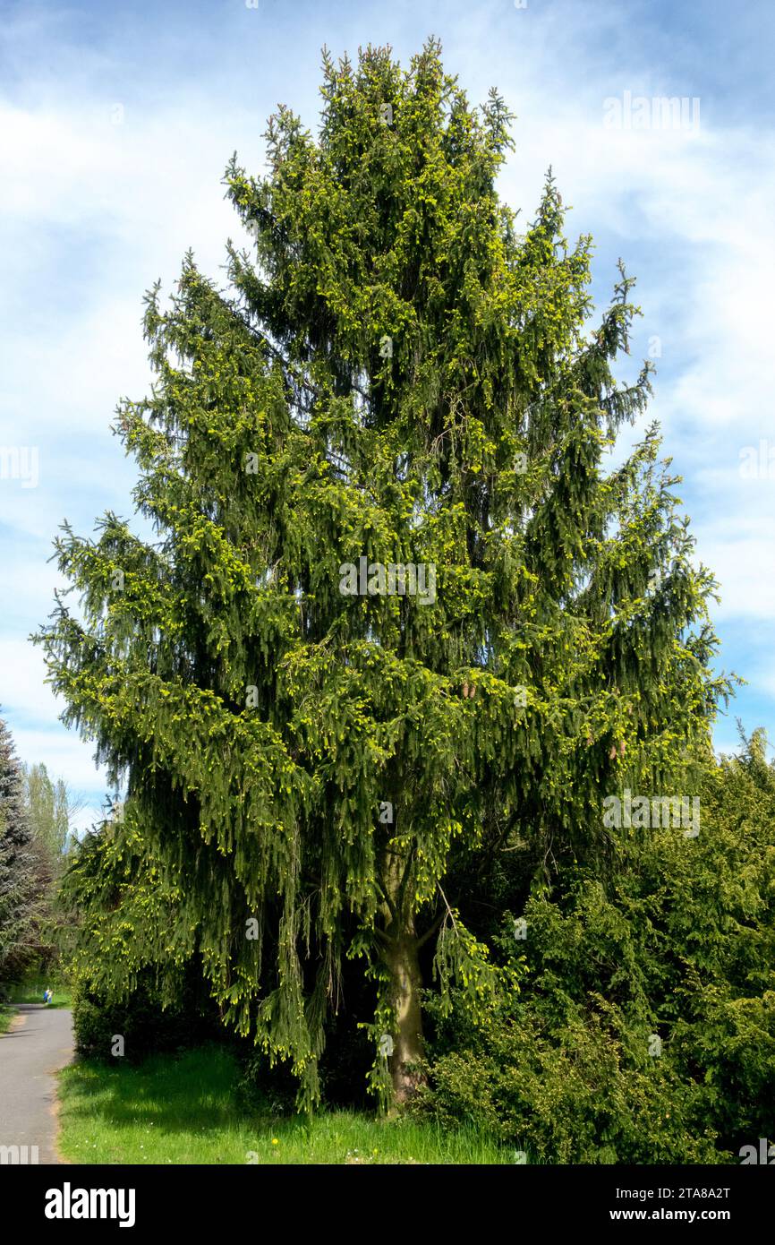 Picea abies magnifica hi-res stock photography and images - Alamy