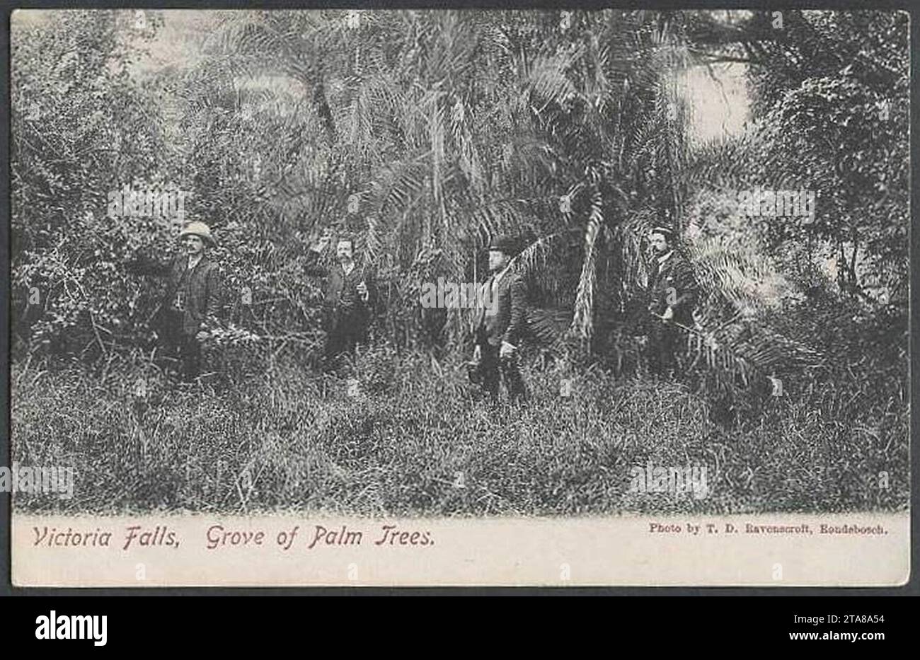 Victoria Falls, Grove of Palm Trees Stock Photo - Alamy