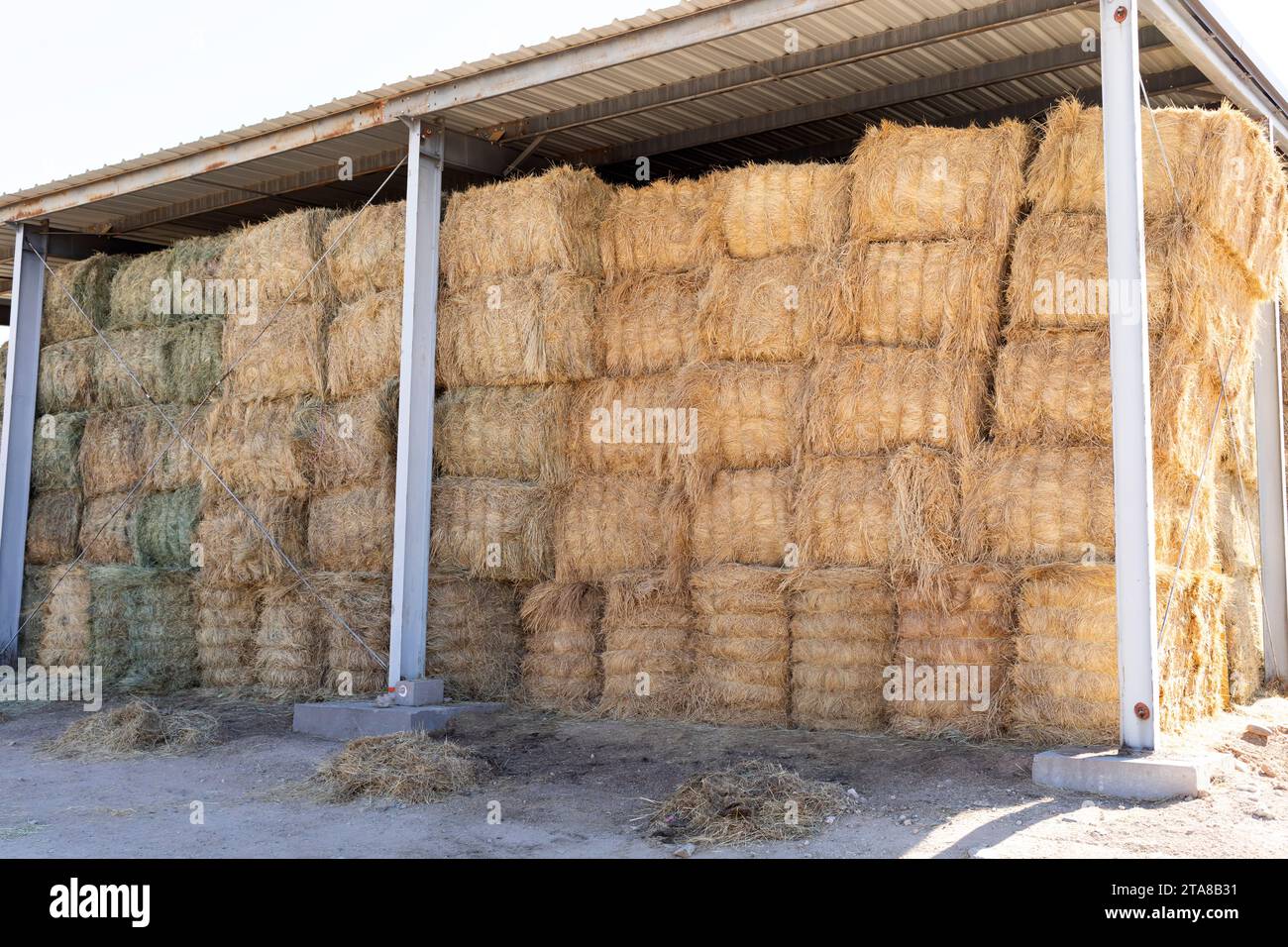 Barn, Hay Storage Shed Full Of Rolled Bales Hay On Farm, Agriculture ...