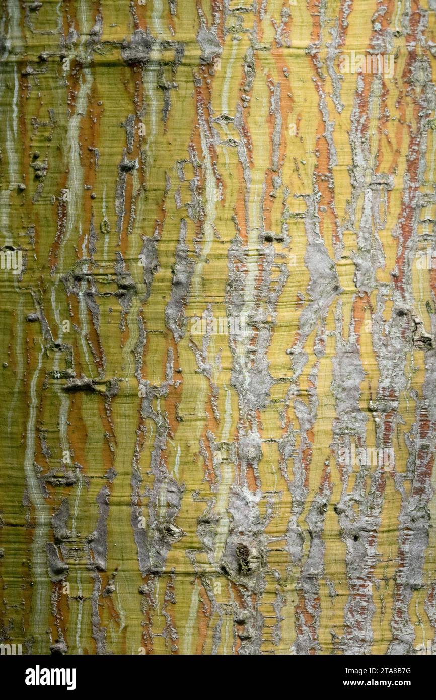 Maximowicz's Snakebark Maple Tree bark texture Acer pectinatum ...