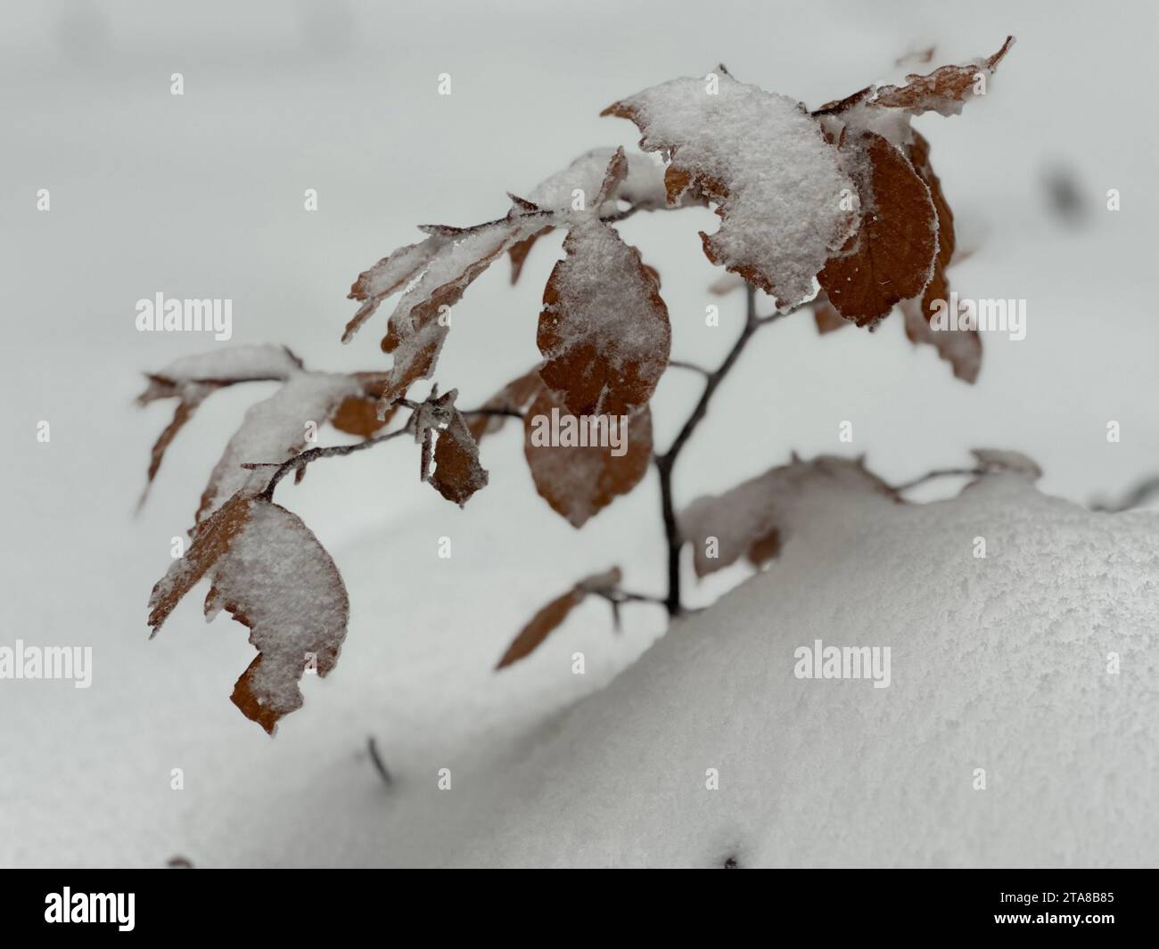 Ouverture neigeuse hi-res stock photography and images - Alamy