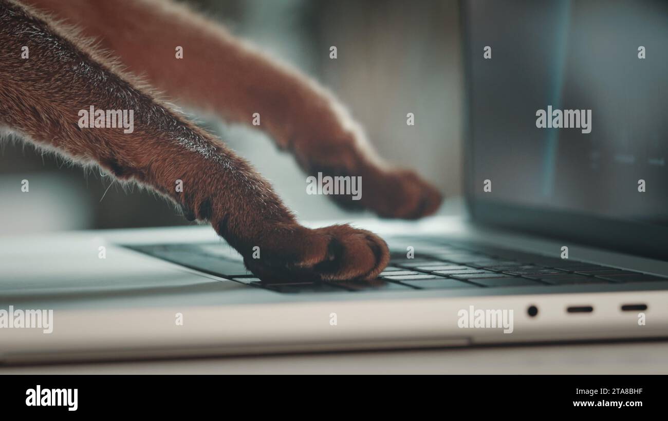 Cat paws typing on keyboard. Ruddy cat using the laptop keyboard ...