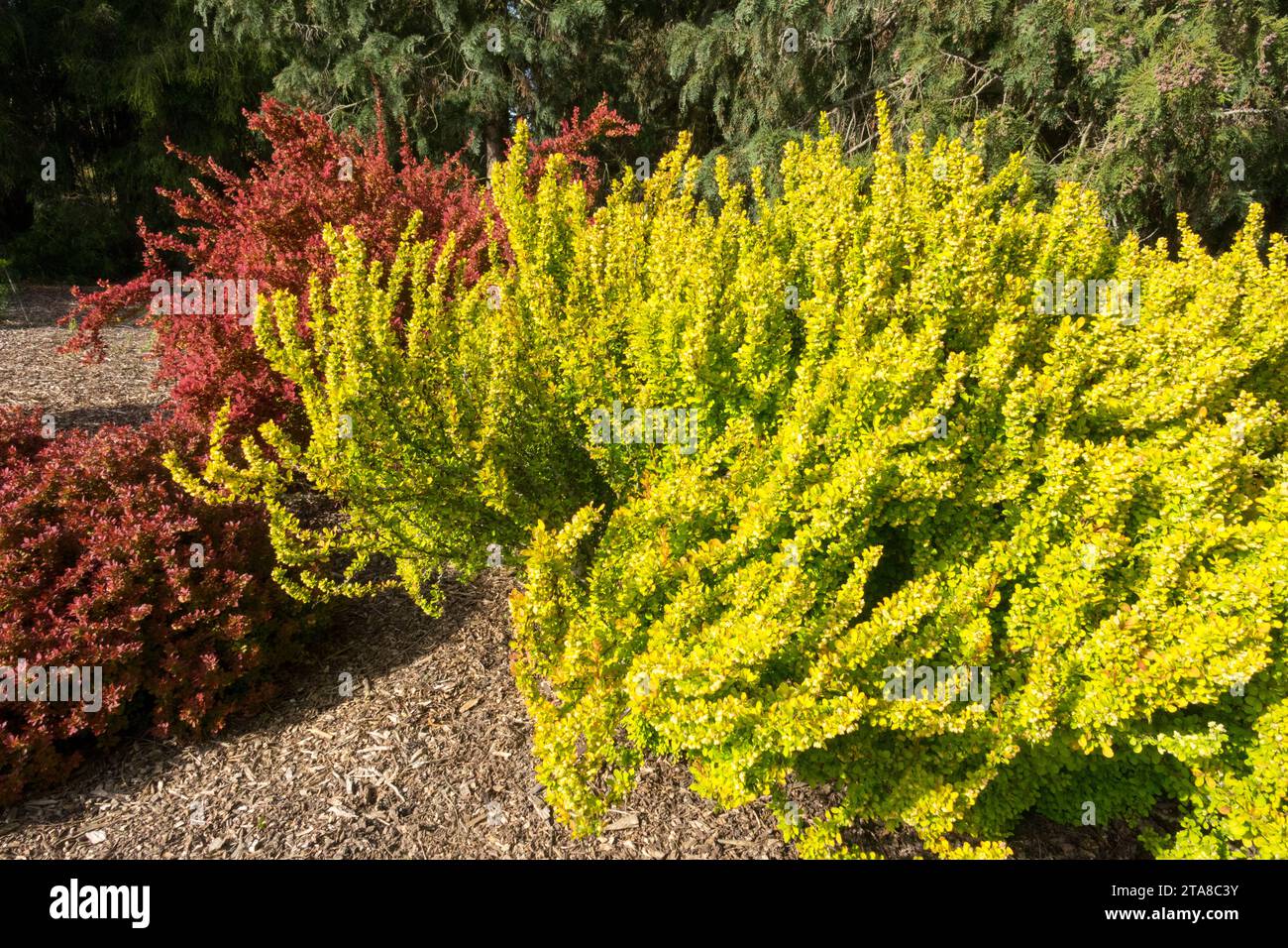 Yellow, Golden, Spring, Border, Shrubs, Japanese Barberry Berberis ...