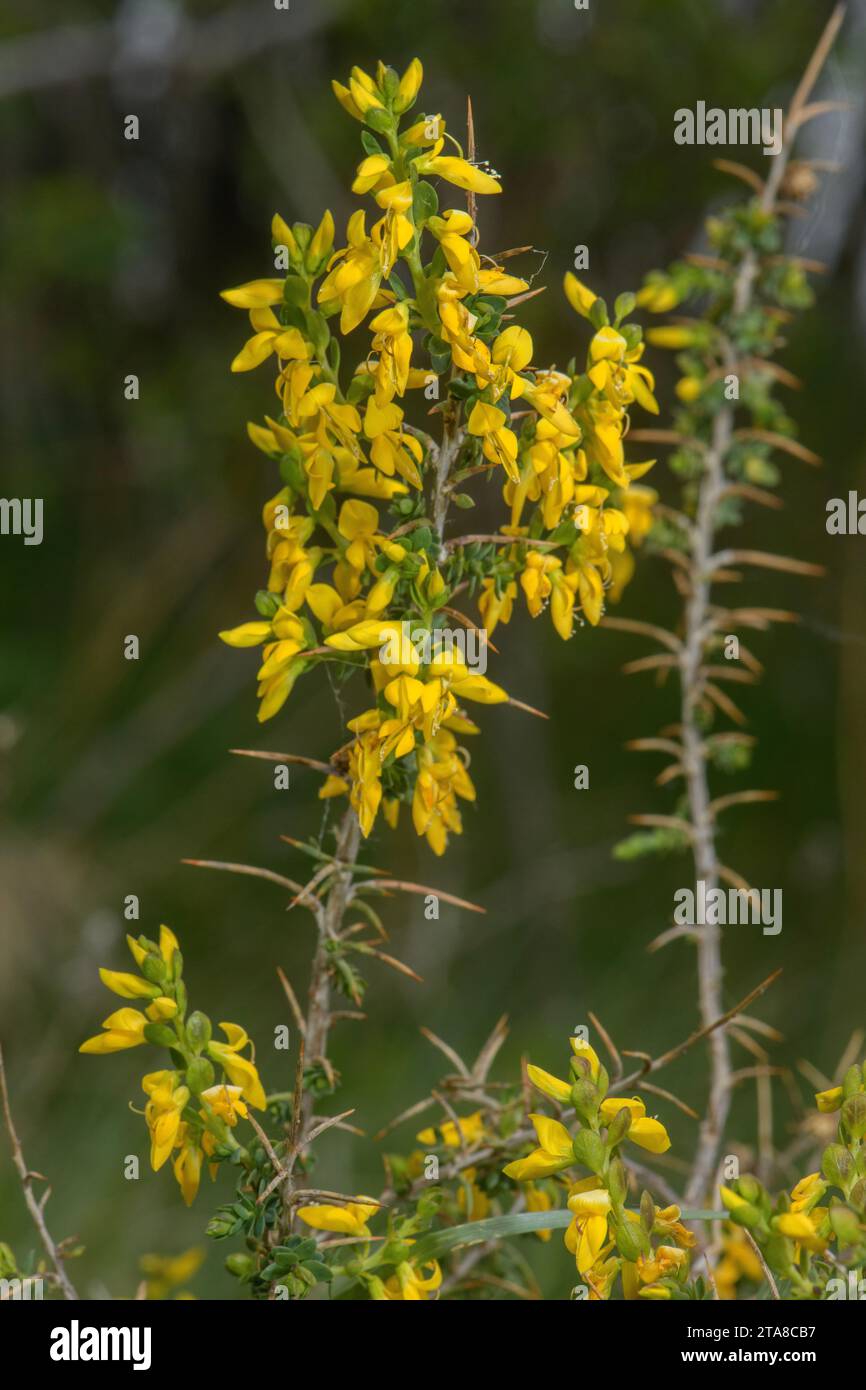 Petty whin, Genista anglica, in flower in damp acid grassland. Rare and ...
