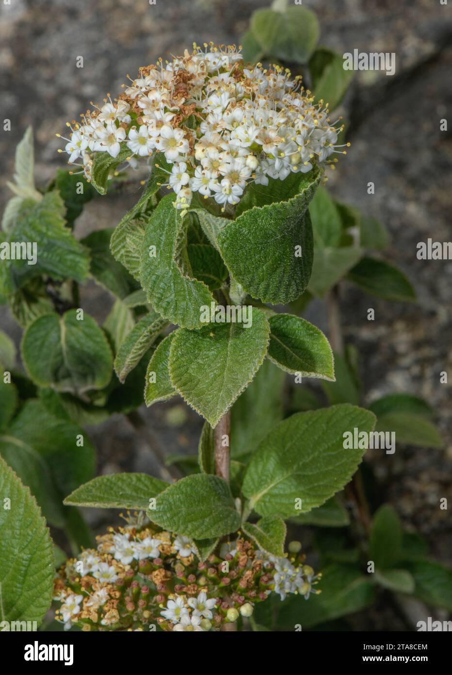 Wayfaring tree, Viburnum lantana, in flower in roadside hedge Stock ...