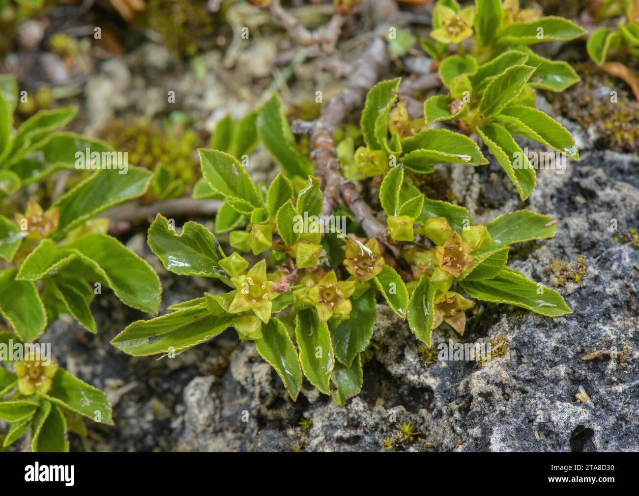 Dwarf buckthorn hi-res stock photography and images - Alamy
