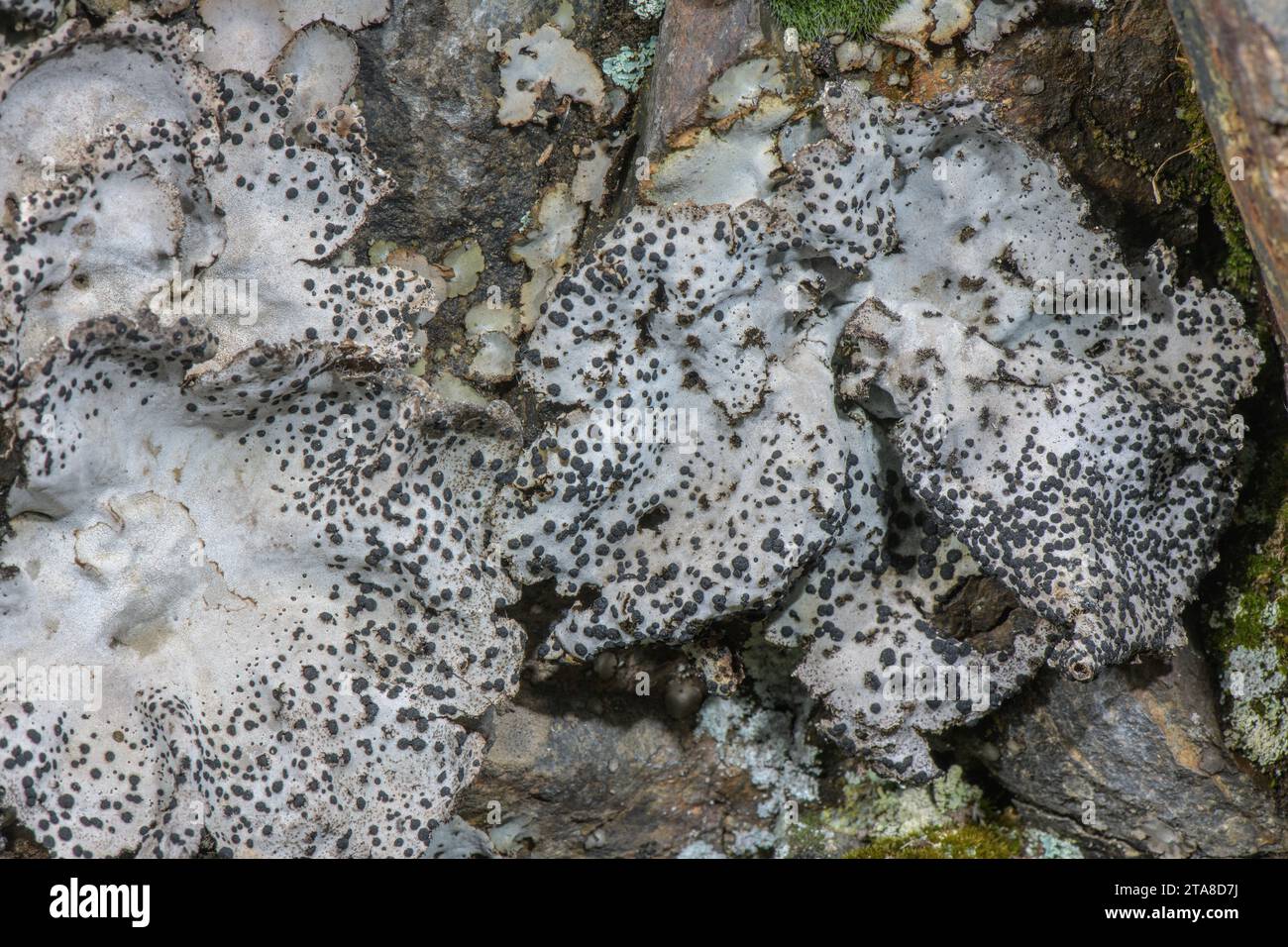 Crusty navel lichen hi-res stock photography and images - Alamy