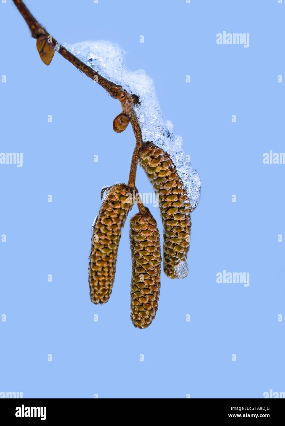 Close-up of three hazelnut tree (Corylus Avellana) blossoms in winter ...
