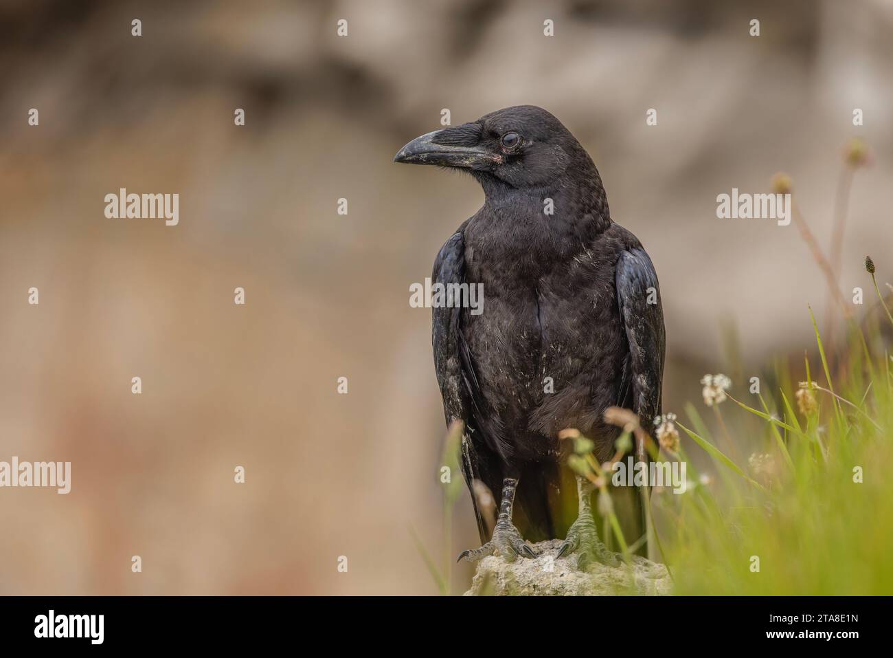 Raven, Corvus corax, perched on the limestone cliffs at Dancing Ledge ...