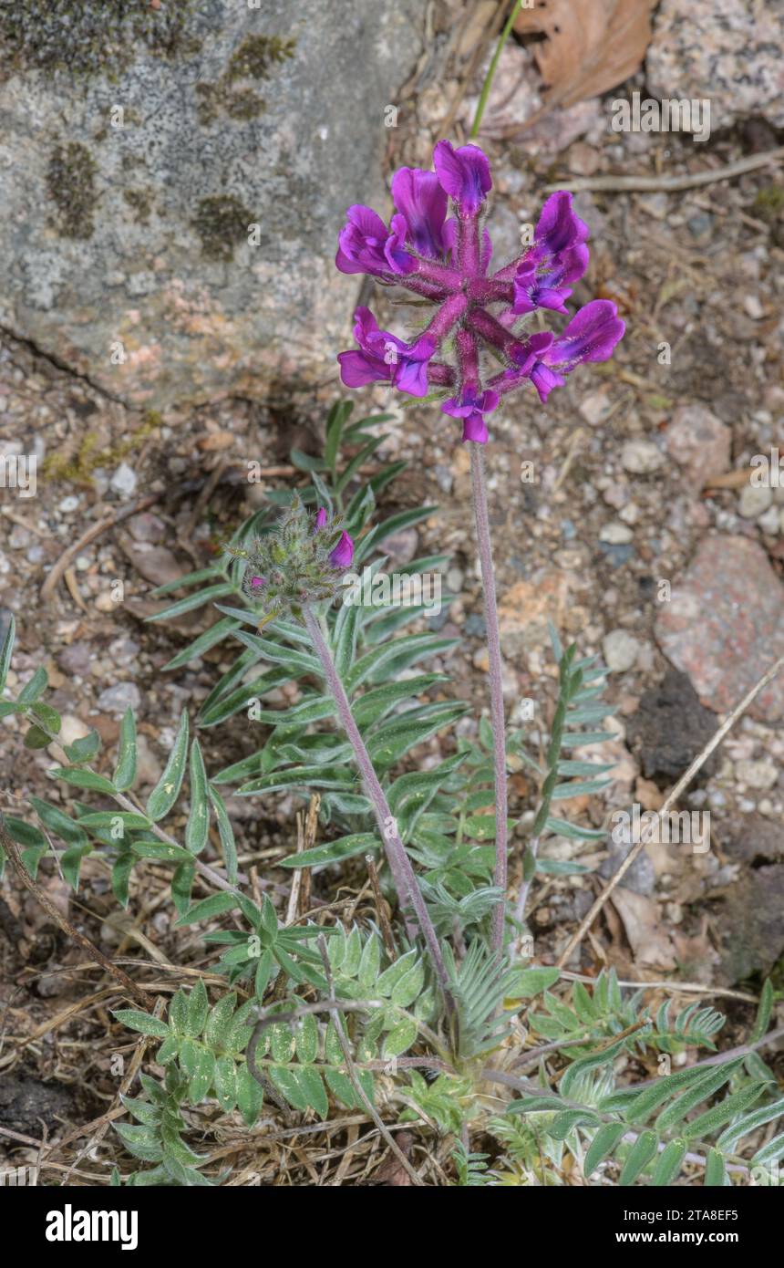 Purple oxytropis, Oxytropis halleri in flower in the Swiss Alps Stock ...