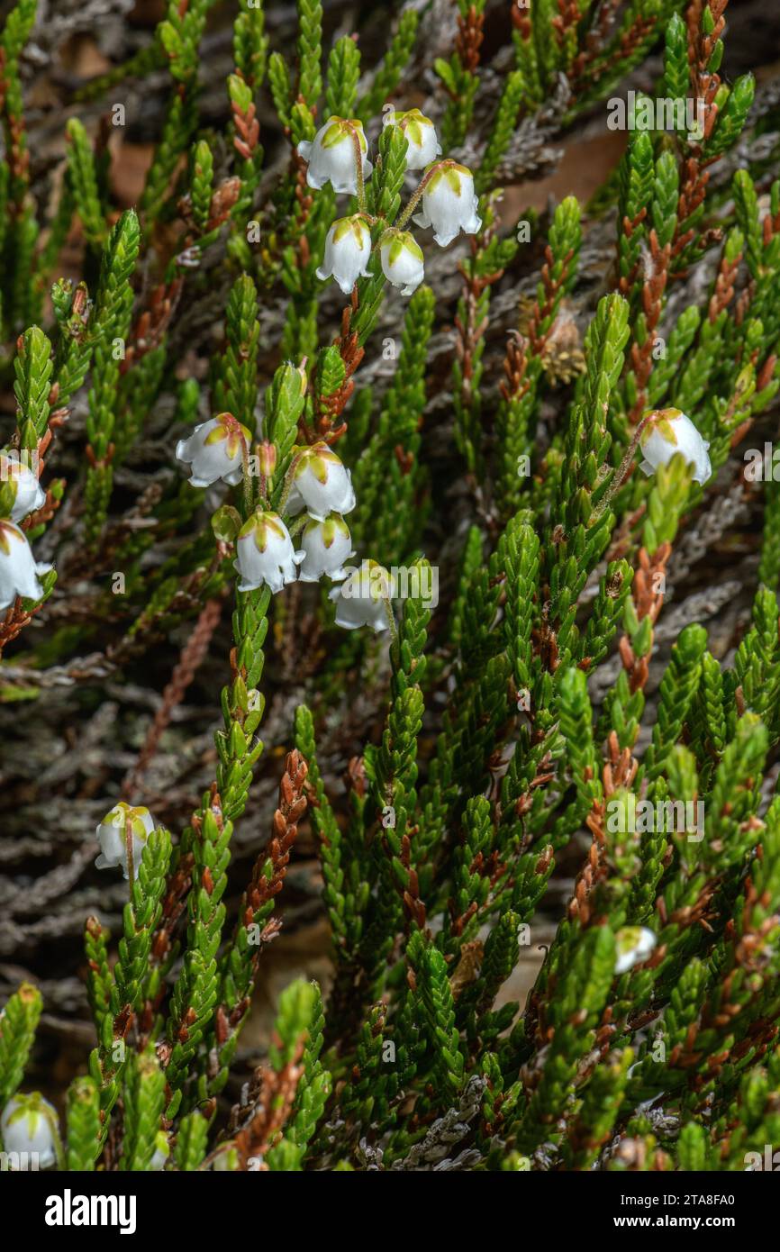 Arctic bell-heather, Cassiope tetragona in flower in Scandinavian ...