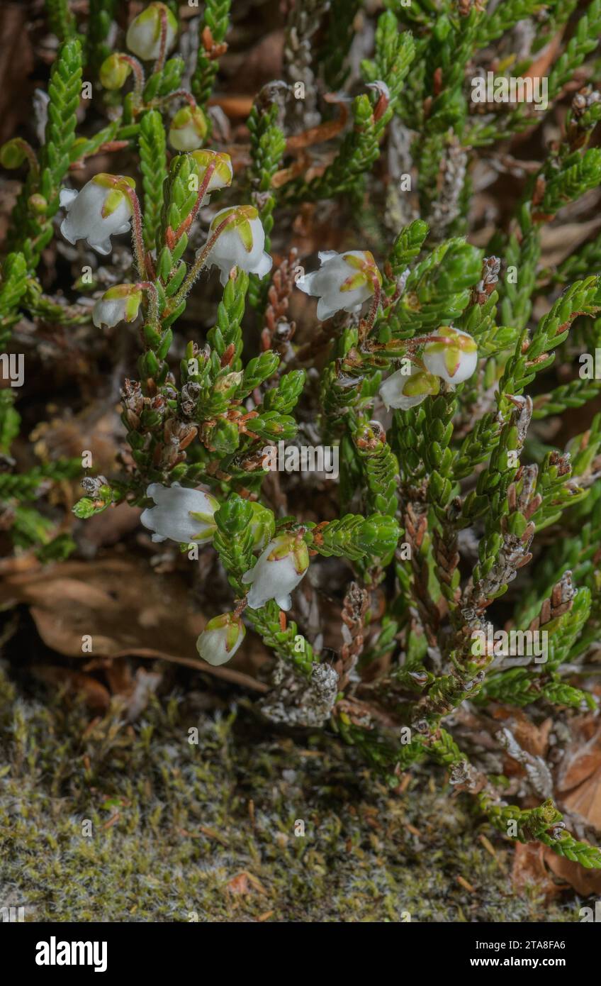 Arctic bell-heather, Cassiope tetragona in flower in Scandinavian ...